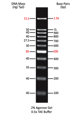 100bp Plus DNA Ladder (100bp-1.5k)