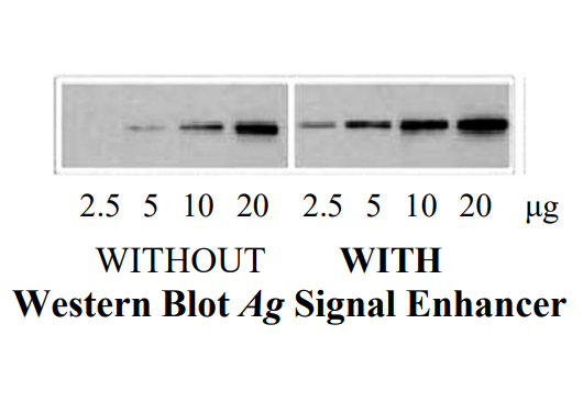 Western Blot Ag Signal Enhancer