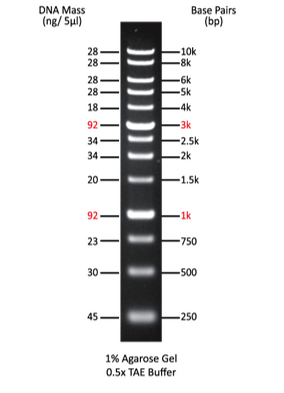 1kb DNA Ladder (250bp-10k)