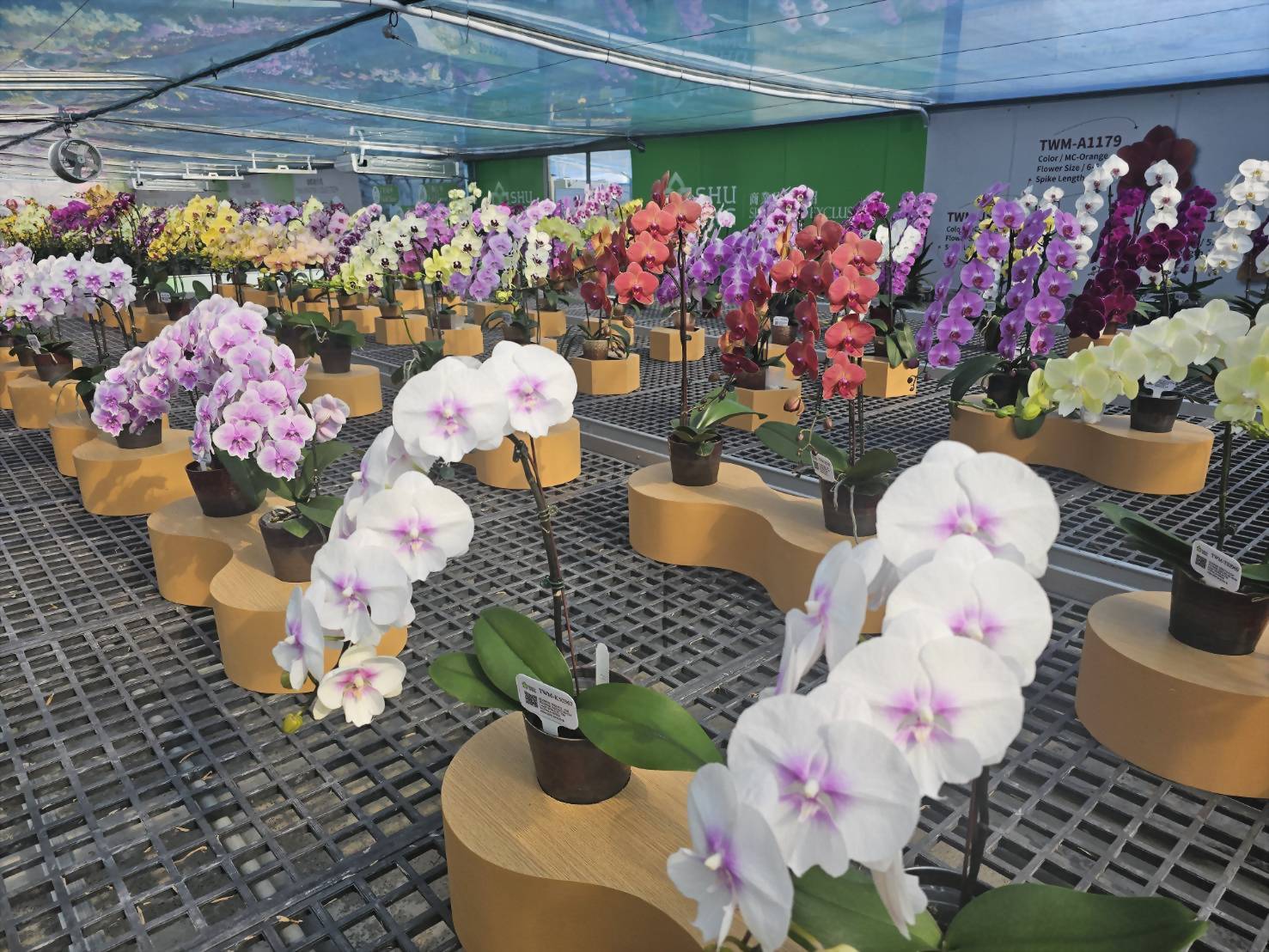 Taiwan orchid, Taiwan Phalaenopsis - Shulong Flowers