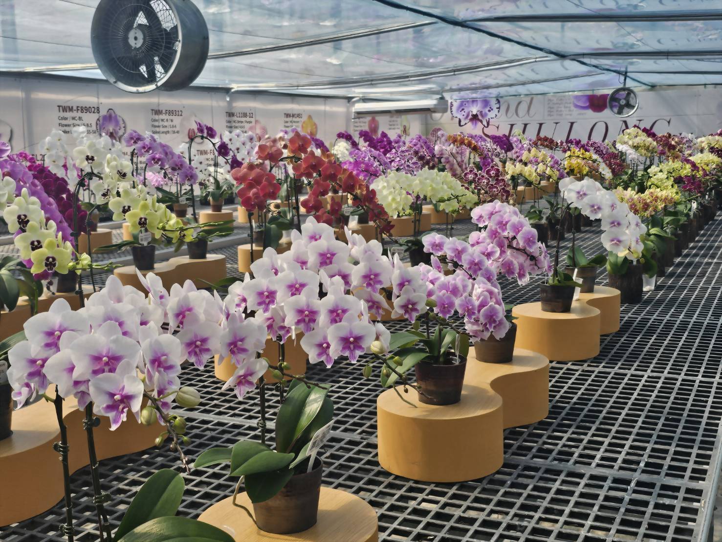 Taiwan orchid, Taiwan Phalaenopsis - Shulong Flowers