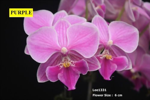 TWM-TS2903 - Shulong Flowers Industry