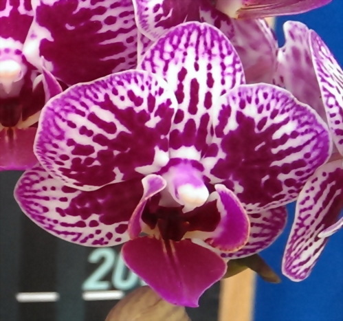 Mini Phalaenopsis Orchid - Shulong Flowers