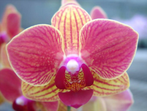 TWM-TN143 - Shulong Flowers Industry