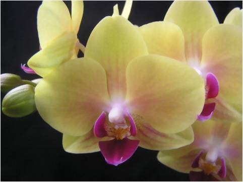 TWM-TS2903 - Shulong Flowers Industry