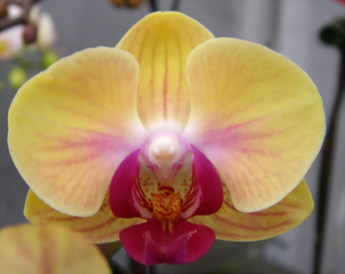 TWM - Shulong Flowers Industry