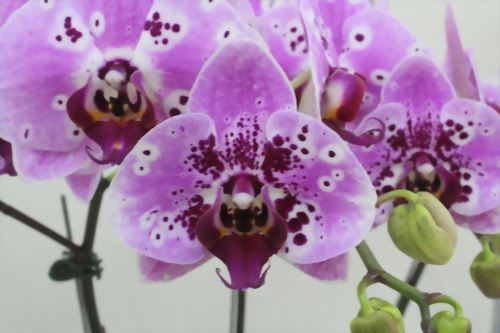 TWM-TS2903 - Shulong Flowers Industry