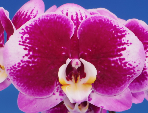 TWM-F89322 - Shulong Flowers Industry