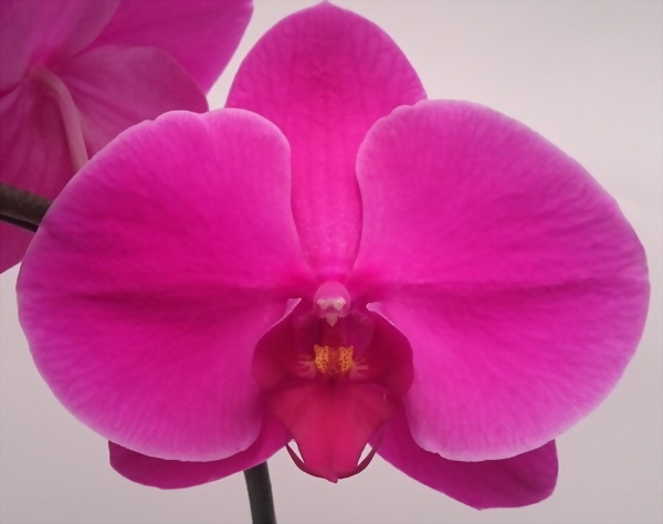 TWM-J1643 - Shulong Flowers Industry