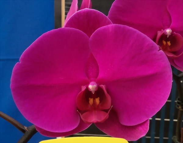 TWM-L1014-10 - Shulong Flowers Industry