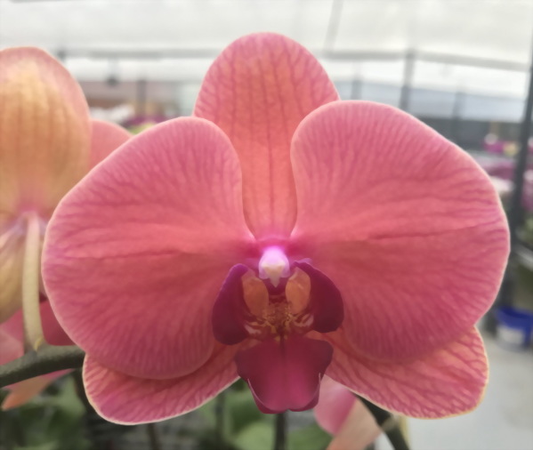 TWM-L114-1 - Shulong Flowers Industry