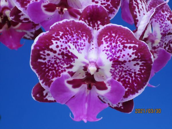 TWM-TS2832 - Shulong Flowers Industry