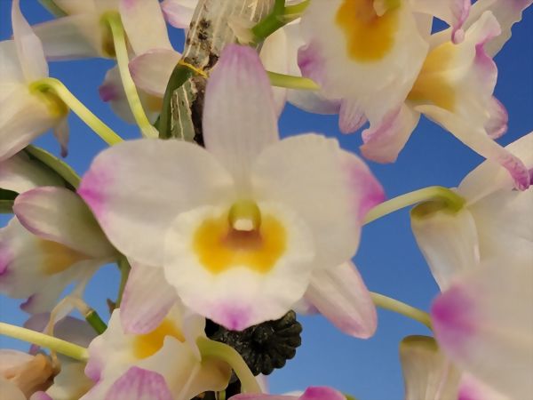 TWM-T17M - Shulong Flowers Industry