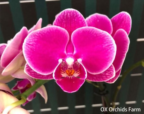 TWM-O3074 - Shulong Flowers Industry