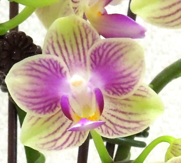 TWM-TF10-9 - Shulong Flowers Industry