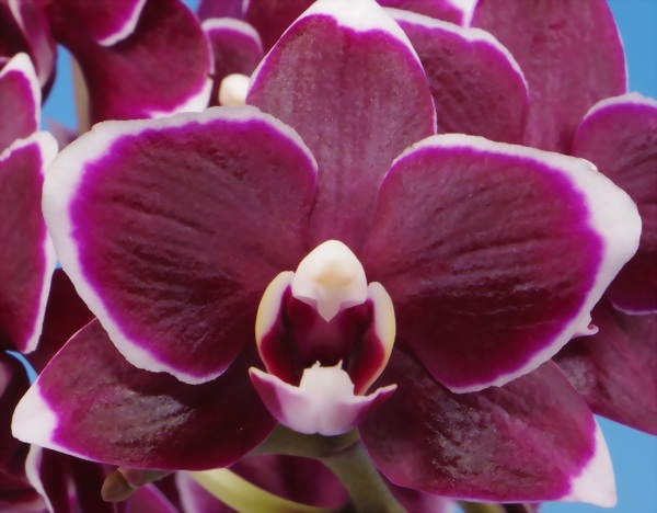 TWM-F89170 - Shulong Flowers Industry