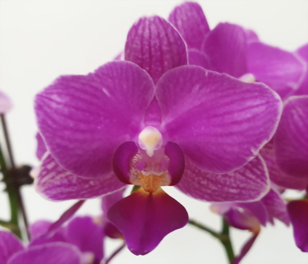 ELEGANT PURPLE - Shulong Flowers Industry