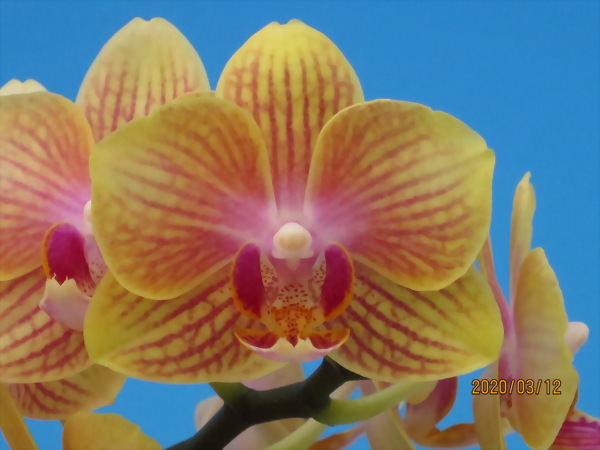 TWM-TN143 - Shulong Flowers Industry