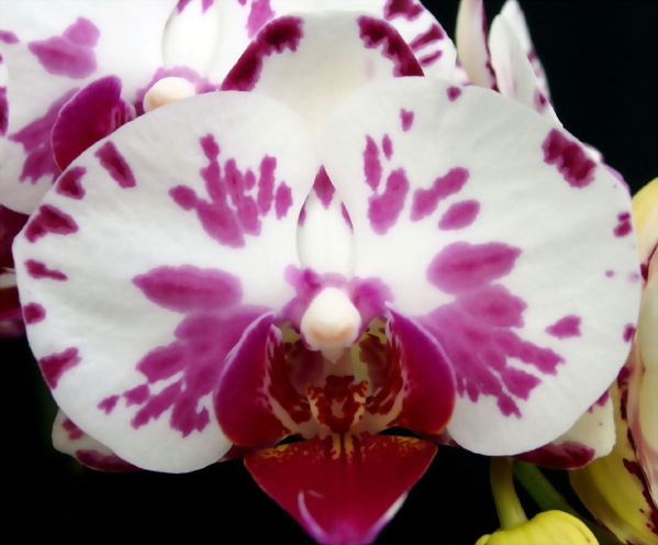 TWM-O1712 - Shulong Flowers Industry