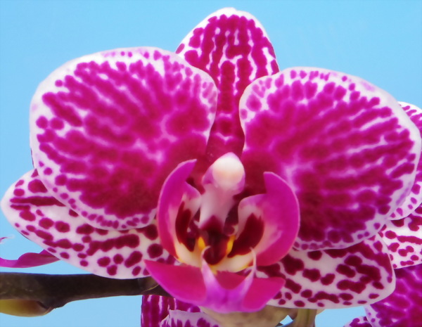 TWM-LSO-2 - Shulong Flowers Industry