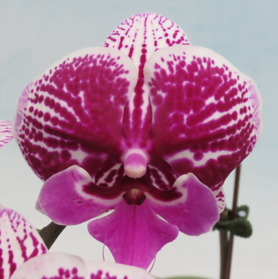 TWM-5 - Shulong Flowers Industry