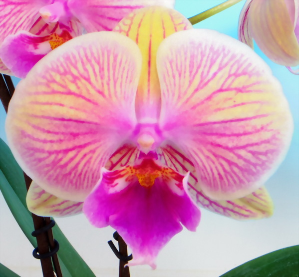 TWM-TS3058 - Shulong Flowers Industry