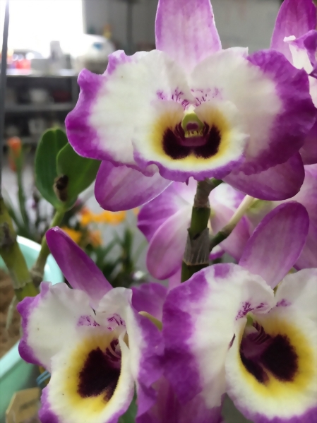 TWM-SL22 Den.Red Emperor - Shulong Flowers Industry