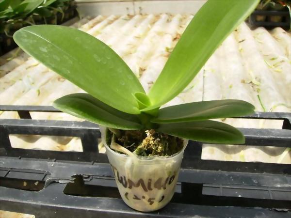 2.5 - Shulong Flowers Industry