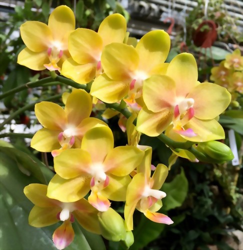 Phalaenopsis