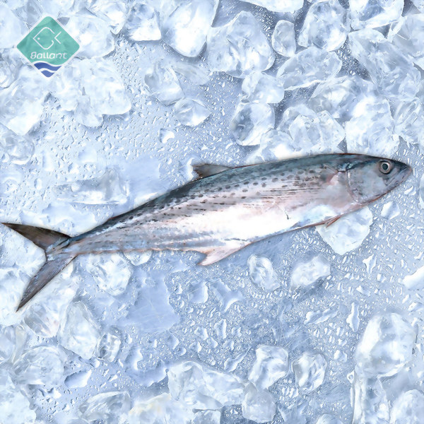 Japanese Mackerel