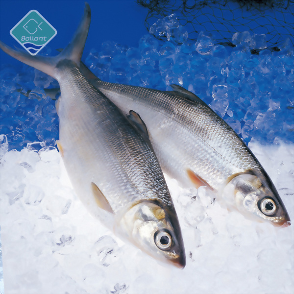 Taiwan Milkfish - Gallant Ocean Group