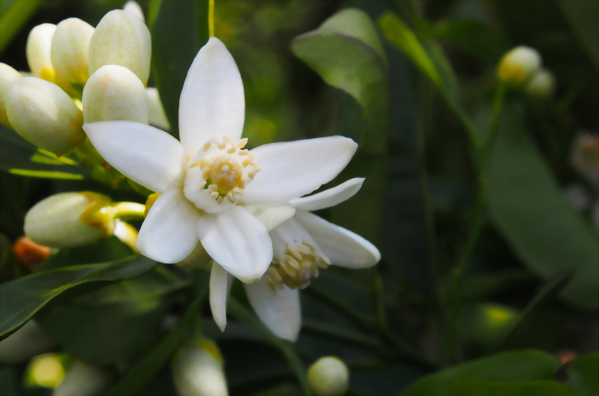 Neroli